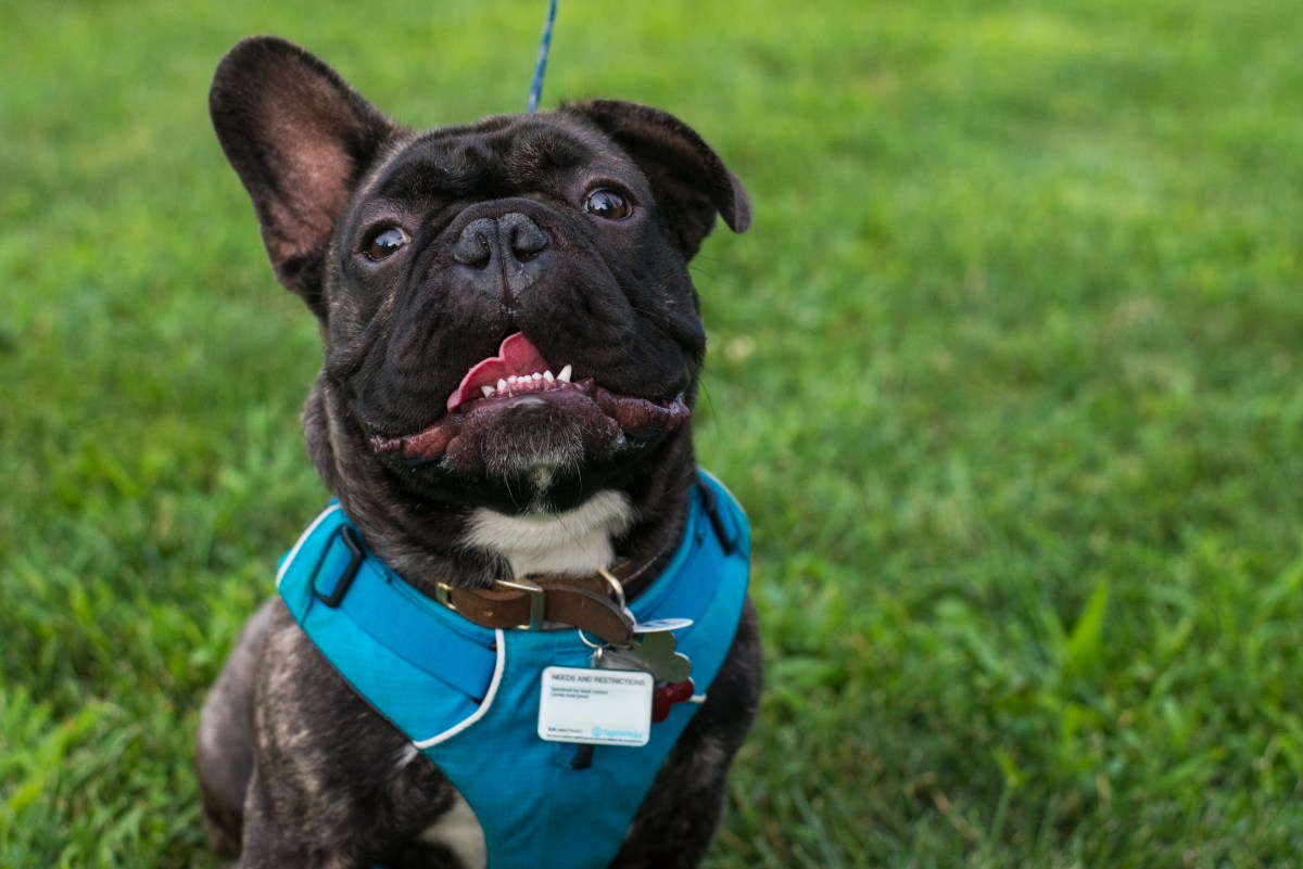 Fido Fest – Icons of Arlington